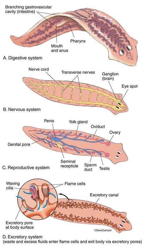 Planarian Biology Classification Characteristics And Regeneration