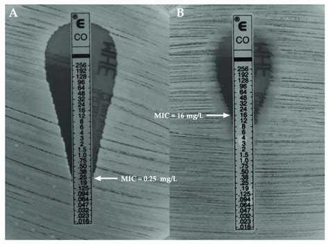 Minimal Inhibitory Concentration Mic Of Colistin Susceptible A K Download Scientific