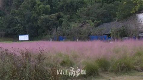 玩转内江丨浪漫值拉满！粉黛乱子草盛放，扮靓甜城秋日公园市民粉色