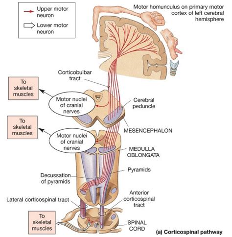Pyramidal Tracts Corticobulbar Tracts Corticospinal Tracts Decussation Pyramidal