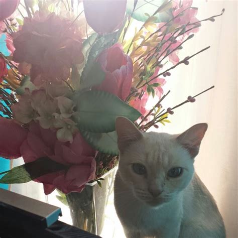 Spring Kitty Pretty Cats Kitty Cats