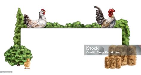 건초 더미와 녹지 사이에 닭 닭 수탉의 농장 구성 프레임 엽서 직물 소책자 배너 스티커용 흰색 배경에 디지털 일러스트레이션 0명에 대한 스톡 벡터 아트 및 기타 이미지