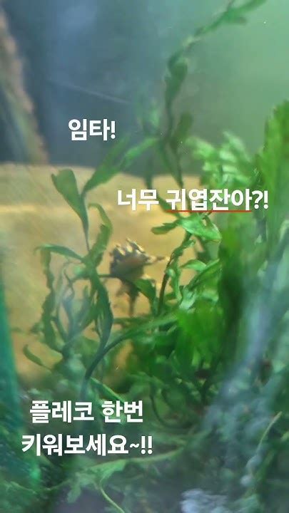 플레코 임타 키우기 현재 근황 포동포동 Youtube