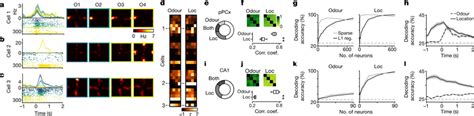 Spatial Representations In The Piriform Cortex Ac Left Peri Event