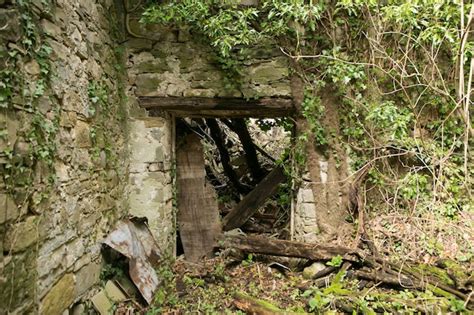 Premium Photo Old Tree Trunks In Forest