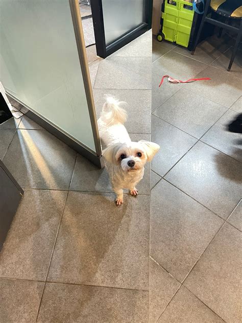 말티즈 태양이 강아지 책임분양 ♥ 아이조아 유기방지입양 파양 강아지보호소 고양이보호소 무료분양센터