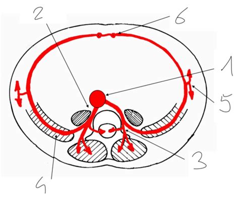 Chap 2 Vascularisation De La Paroi Thoracique Cartes Quizlet