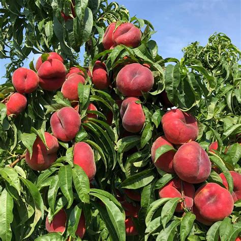 Filoe Cov Psb Producción Vegetal