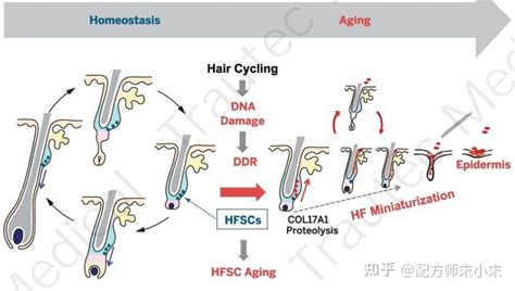 Xvii型胶原蛋白（col17）及其抗衰、护发功效 知乎