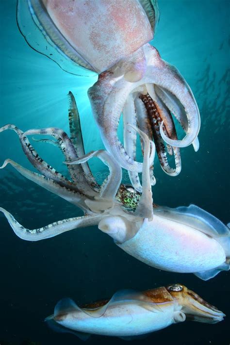 Mating Cuttlefish Stock Photo Image Of 45cm Males 100828268