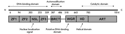 Structural And Functional Organization Of Parp1 The Parp1 Structure Is