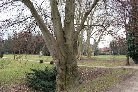 Tree Bark Trunk Free Photo On Pixabay Pixabay