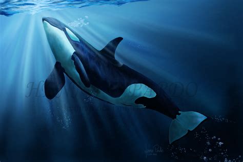 Orca Whale Underwater