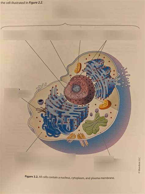 Lab Nucleus Part Diagram Quizlet