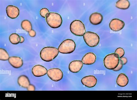 Illustration Of Histoplasma Capsulatum A Parasitic Yeast Like Dimorphic Fungus That Can Cause
