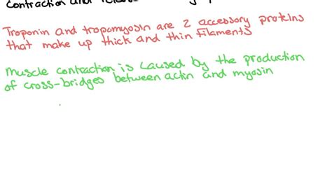 Differentiate Between Active And Passive Insufficiency In Skeletal