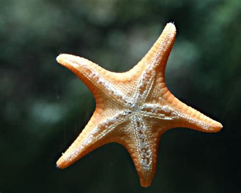 Echinoderm New World Encyclopedia