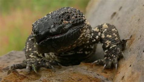 Lagarto Enchaquirado Uno De Los Más Venenosos Que Existen Cumbre