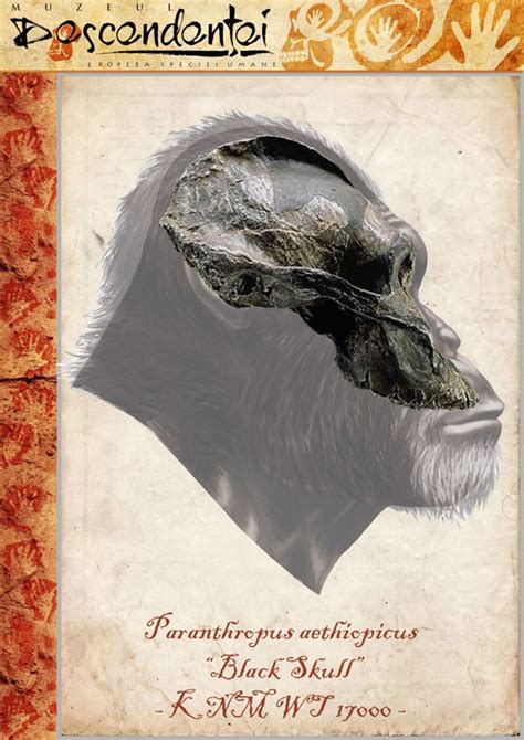 Paranthropus Aethiopicus Wt 17000 Black Skull Reconstruction By