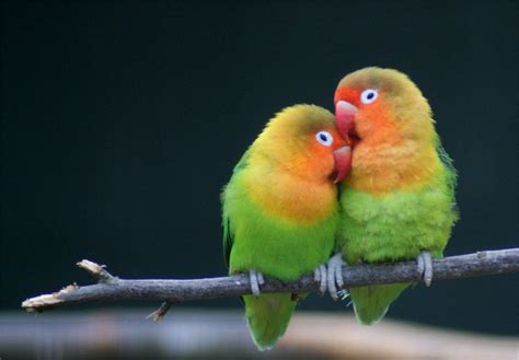Love Birds Wallpapers Top Free Love Birds Backgrounds Wallpaperaccess