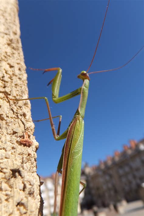 Praying Mantis Insect Summer Portrait Free Image Download