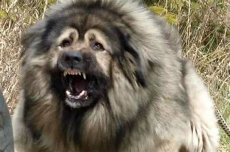 外形高大威猛战斗力超强的高加索犬 男人为之着迷