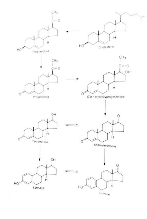 Schematic Representation Of The Synthesis Of Steroid Hormones From