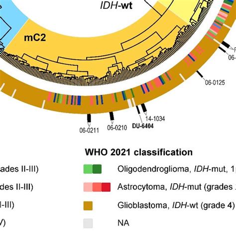 Hierarchical Unsupervised Clustering Dendrogram Of Rna Sequencing