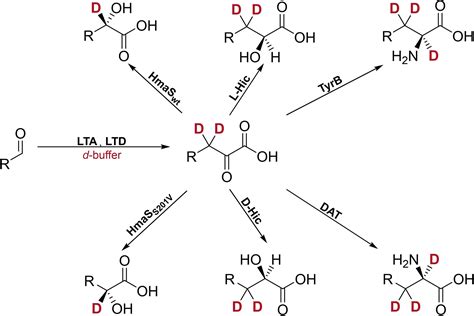 Robust Whole‐cell‐based Chemoenzymatic Synthesis Of Site‐selective