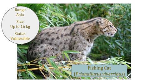 Fishing Cat Prionailurus Viverrinus Classification