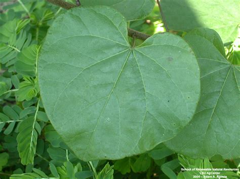 Redbud Leaf Information