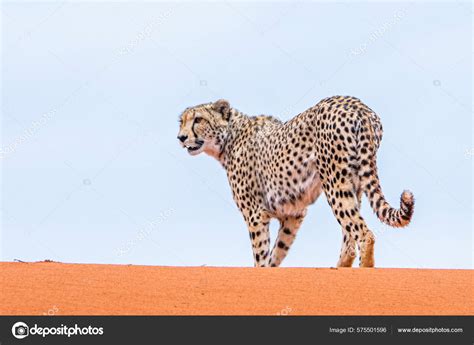 Cheetah Acinonyx Jubatus Natural Habitat Kalahari Desert Namibia