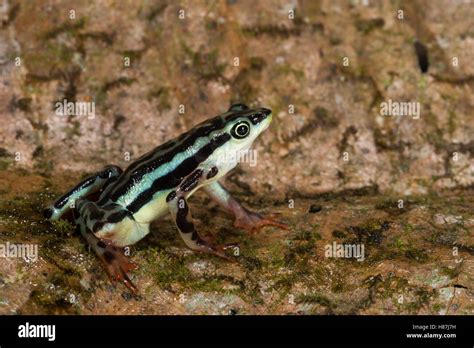 Elegant Stubfoot Toad Atelopus Elegans Native To South America Stock