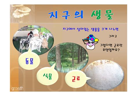 버섯은 무엇일까 이야기나누기 상호작용 버섯프로젝트 버섯의 일생 생김새 균류 균사체 숲속의 청소부 대학