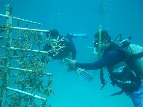 Komunitas Pemuda Barrang Lompo Bangun Coral Garden Terumbu Karang