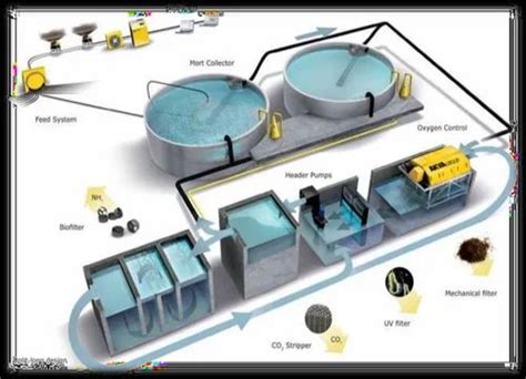 Recirculating Aquaculture System Ras Project Report Kat Industrial