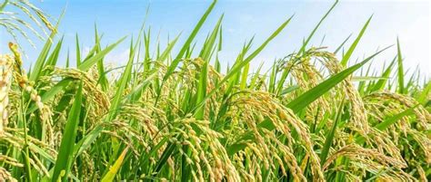 身 忙”心 不乱”，记住这四个芒种养生妙招梅子青梅节气