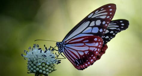 Chess Game In Python A Step By Step Guide To Building A Chess Game