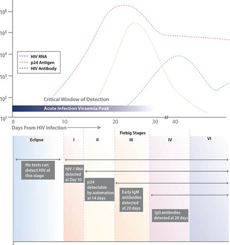 Centers For Disease Control And Prevention Hiv Testing Algorithm