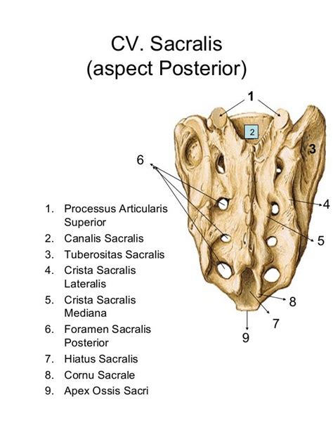 Osteologi