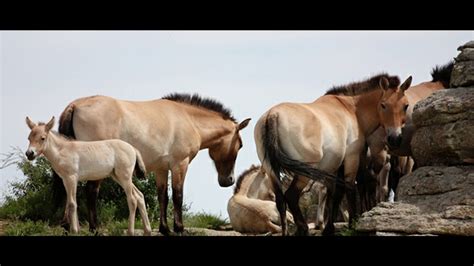 Нийслэлийн ерөнхий боловсролын лаборатори 71 дүгээр сургууль Бага ангийн багш А Гандолгор Youtube