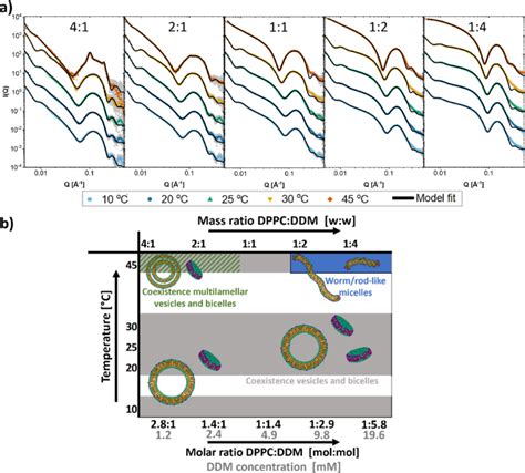 Structures Of Solubilization Of Dppc By Ddm A Saxs Curves Of Download Scientific Diagram