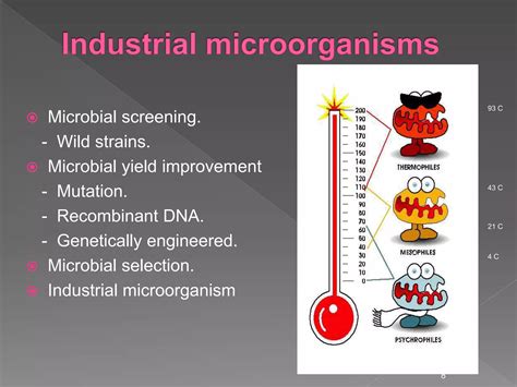 Microbial Fermentation By Aneela Saleem Ppt