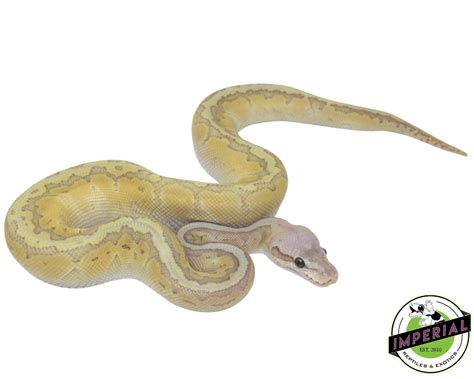 Lemon Blast Ball Python