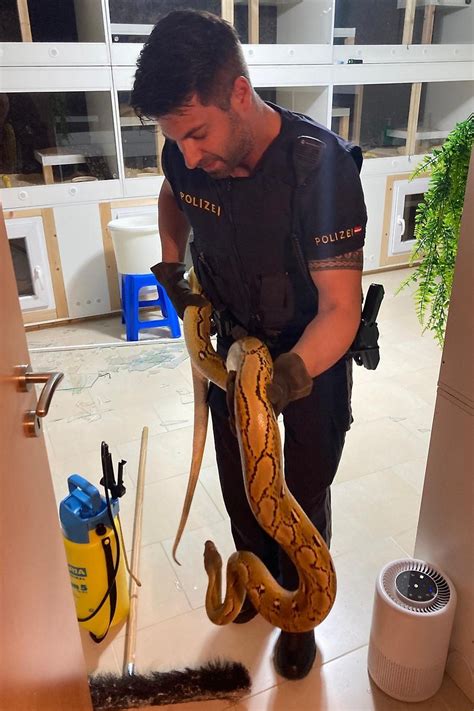 Python Statt Dieb Polizei Sichert Schlange Noeorfat Python Statt Dieb Polizei Sichert Schlange Noeorfat