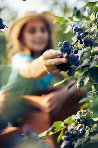 가족 농장 비즈니스 컨셉 여름 직업에 블루베리가 가득 찬 상자를 가진 어린 소녀와 어린 시절부터 책임을 지고 있습니다 건강한 생활방식에 대한 스톡 사진 및 기타 이미지