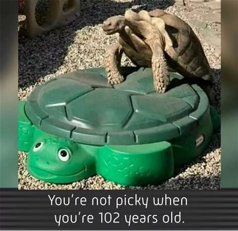34 Turtle Memes To Shell Ter You From Boredom On World Turtle Day Animals