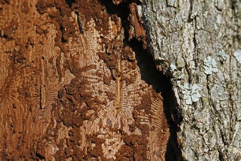 Protect Your Trees Understanding And Preventing Dutch Elm Disease
