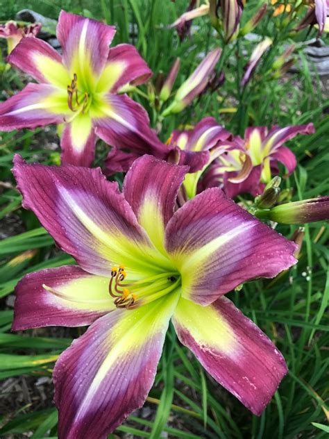 Morpho Butterfly Artemesia Daylilies