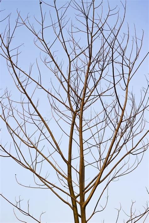 Trees That Shed Their Leaves In The Dry Season Stock Image Image Of